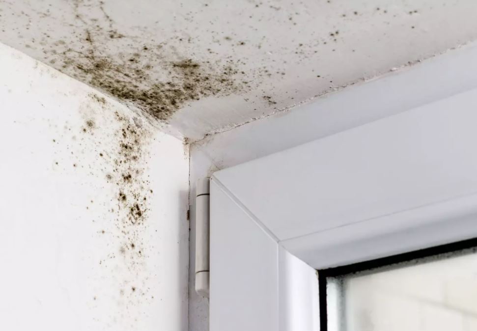 Humidité - Moisissures